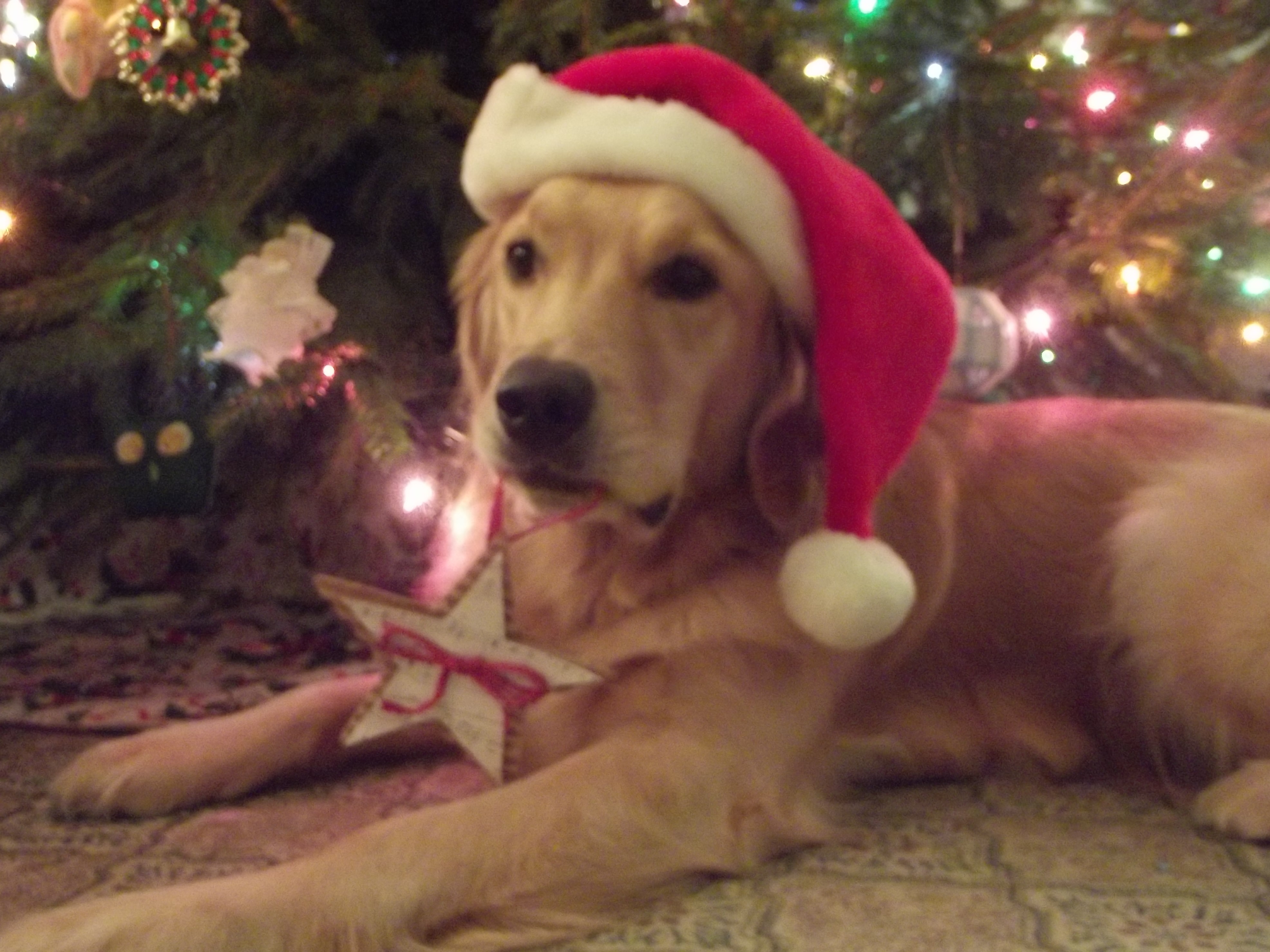 18 Christmas Pet Photo Ideas 1 More Than 2 1 More Than 2 18-christmas-pet-photo-ideas-1-more-than-2-1-more-than-2