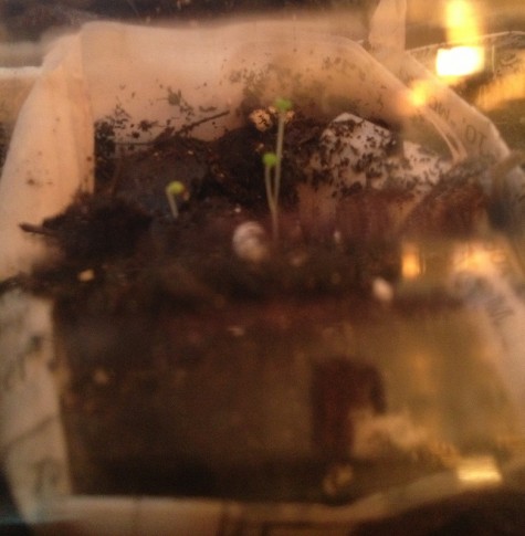 Starting Seeds - 1 More Than 2 1 More Than 2